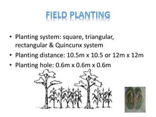 Durian secondary crop | PPTX