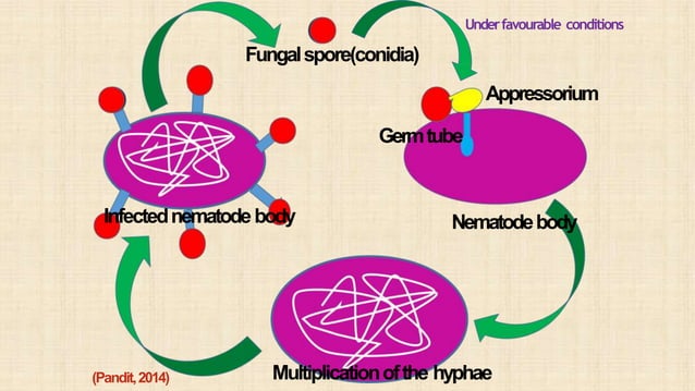 Biological Control of nematodes by fungus | PPTX