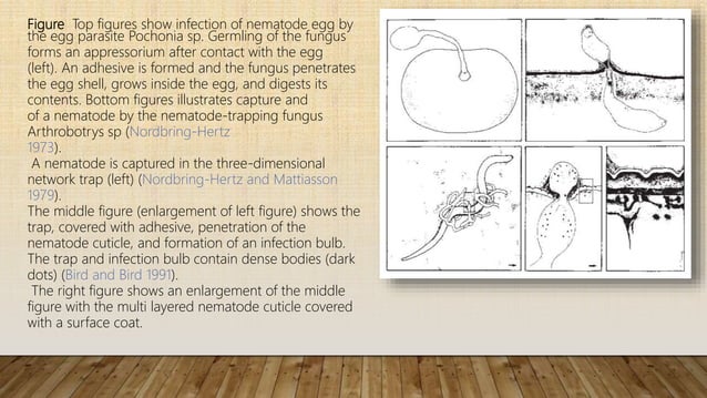 Biological Control of nematodes by fungus | PPTX