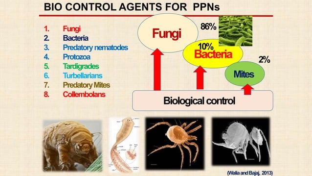 Biological Control of nematodes by fungus | PPTX