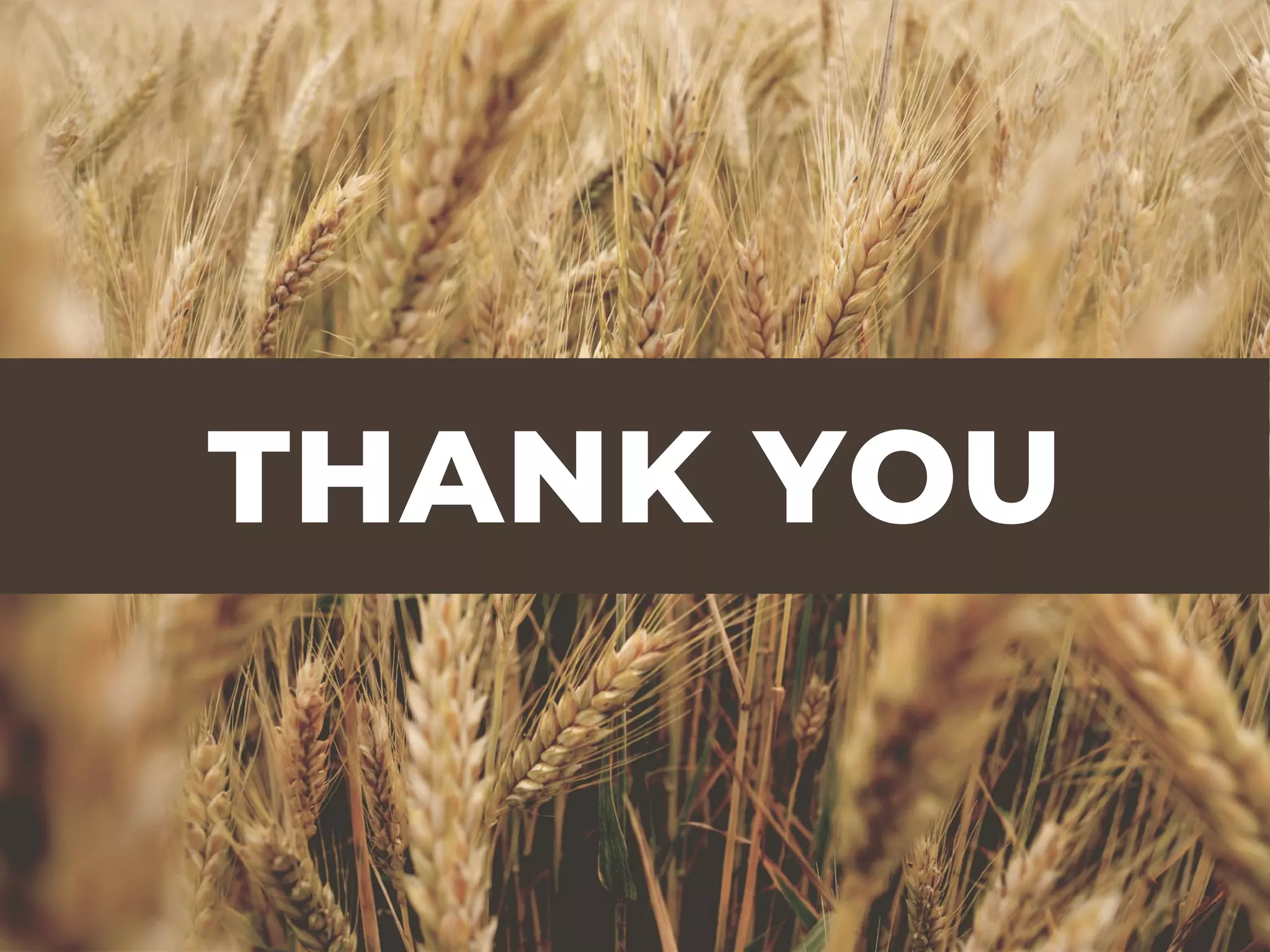 Durum Wheat Production in India & Top Suppliers of Durum Wheat | PPT