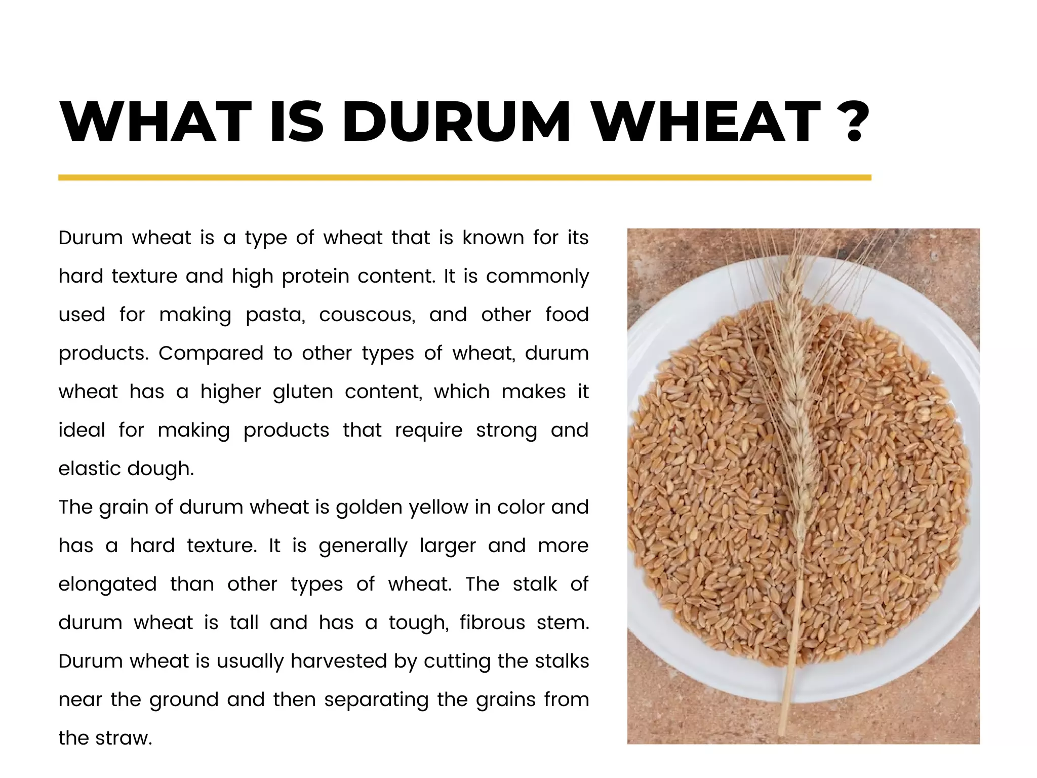 Durum Wheat Production in India & Top Suppliers of Durum Wheat | PPT