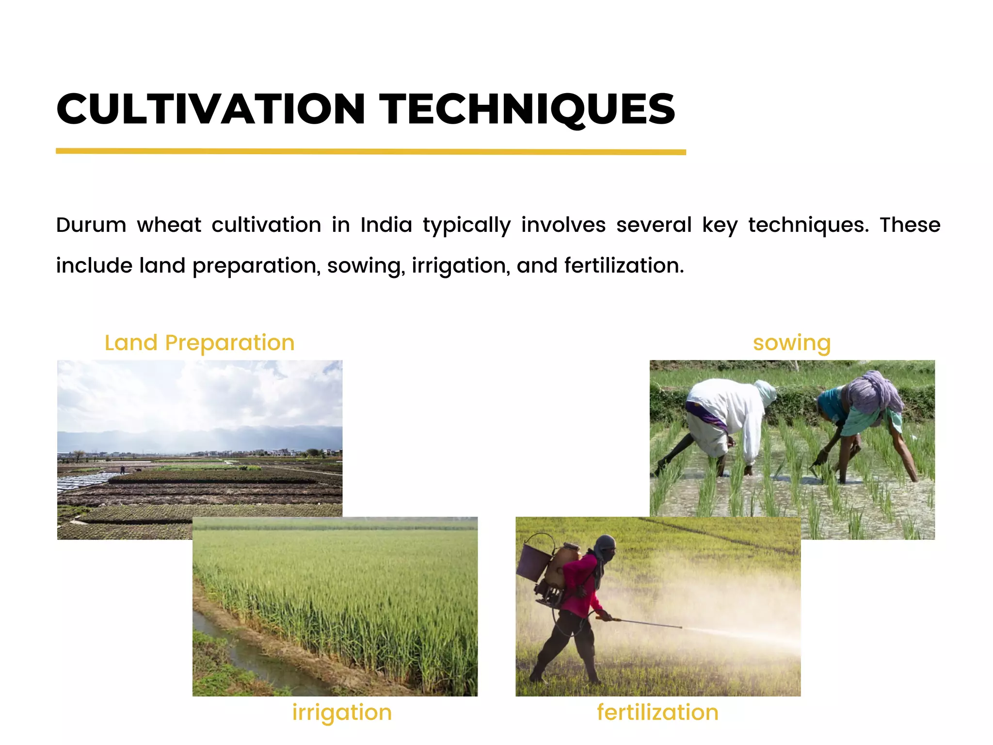 Durum Wheat Production in India & Top Suppliers of Durum Wheat | PPT