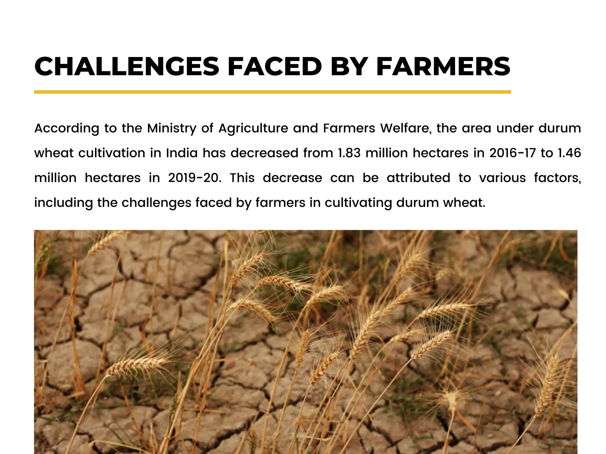 Durum Wheat Production in India & Top Suppliers of Durum Wheat | PPT