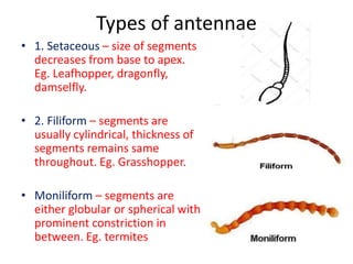 Durva 17-01-2023.pptx