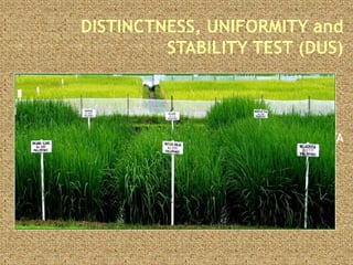 DUS Genetics and plant breeding.pptx..... | PPTX