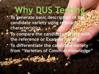 DUS Genetics and plant breeding.pptx..... | PPTX