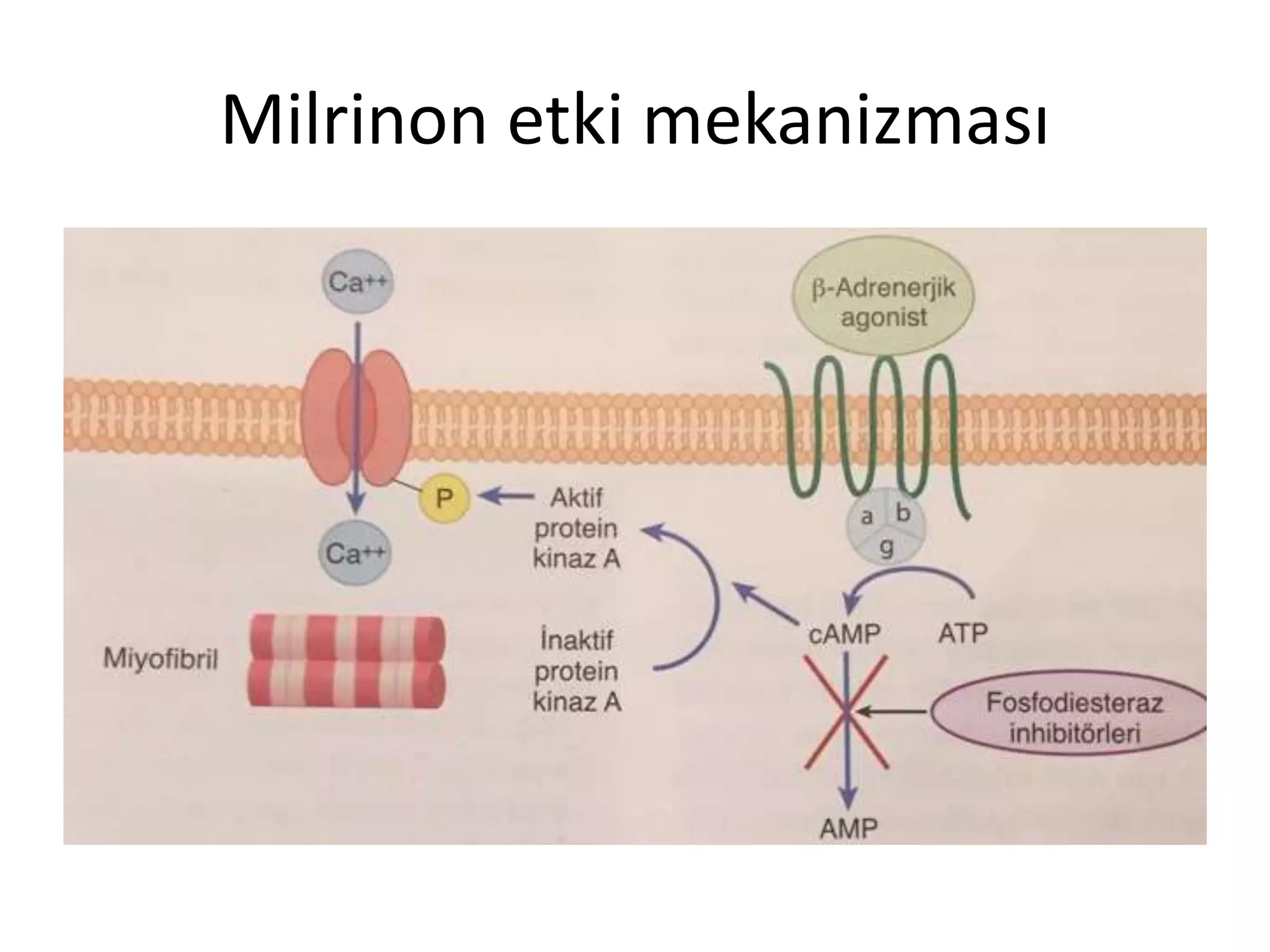 Pozitif inotrop ilaçlar | PPTX