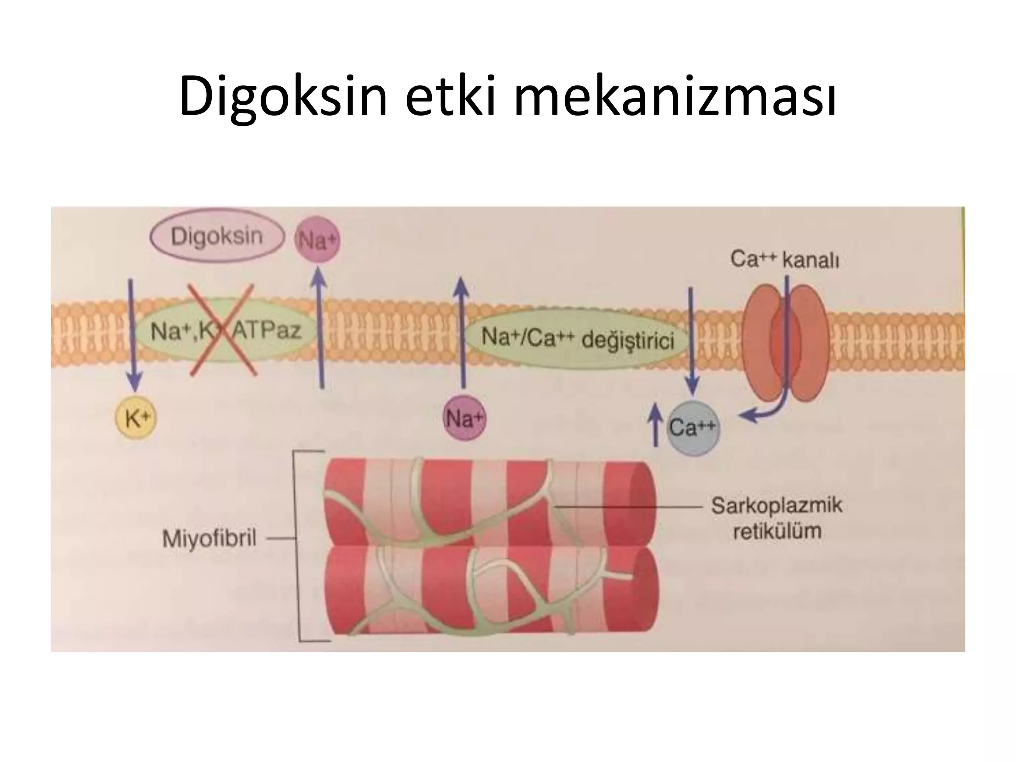 Pozitif inotrop ilaçlar | PPTX