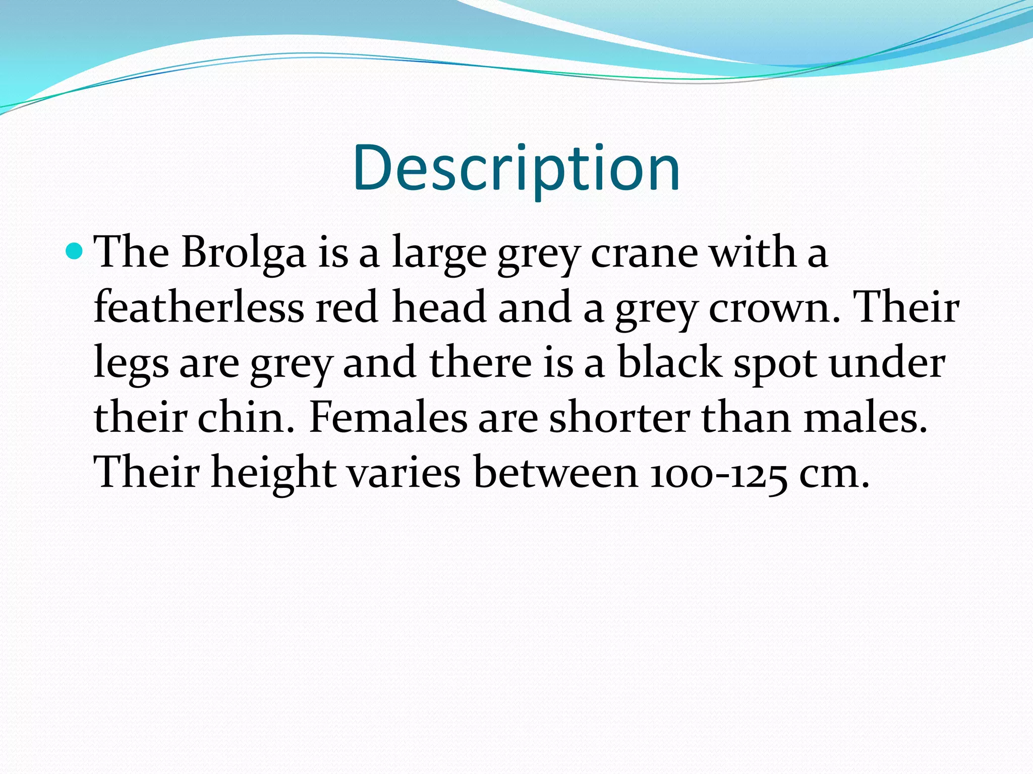 Brolga | PPT