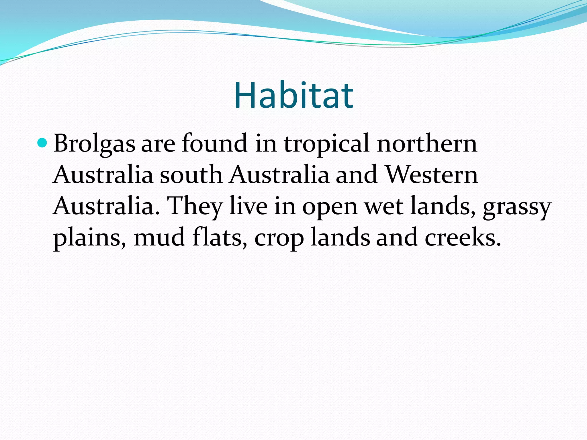 Brolga | PPTX