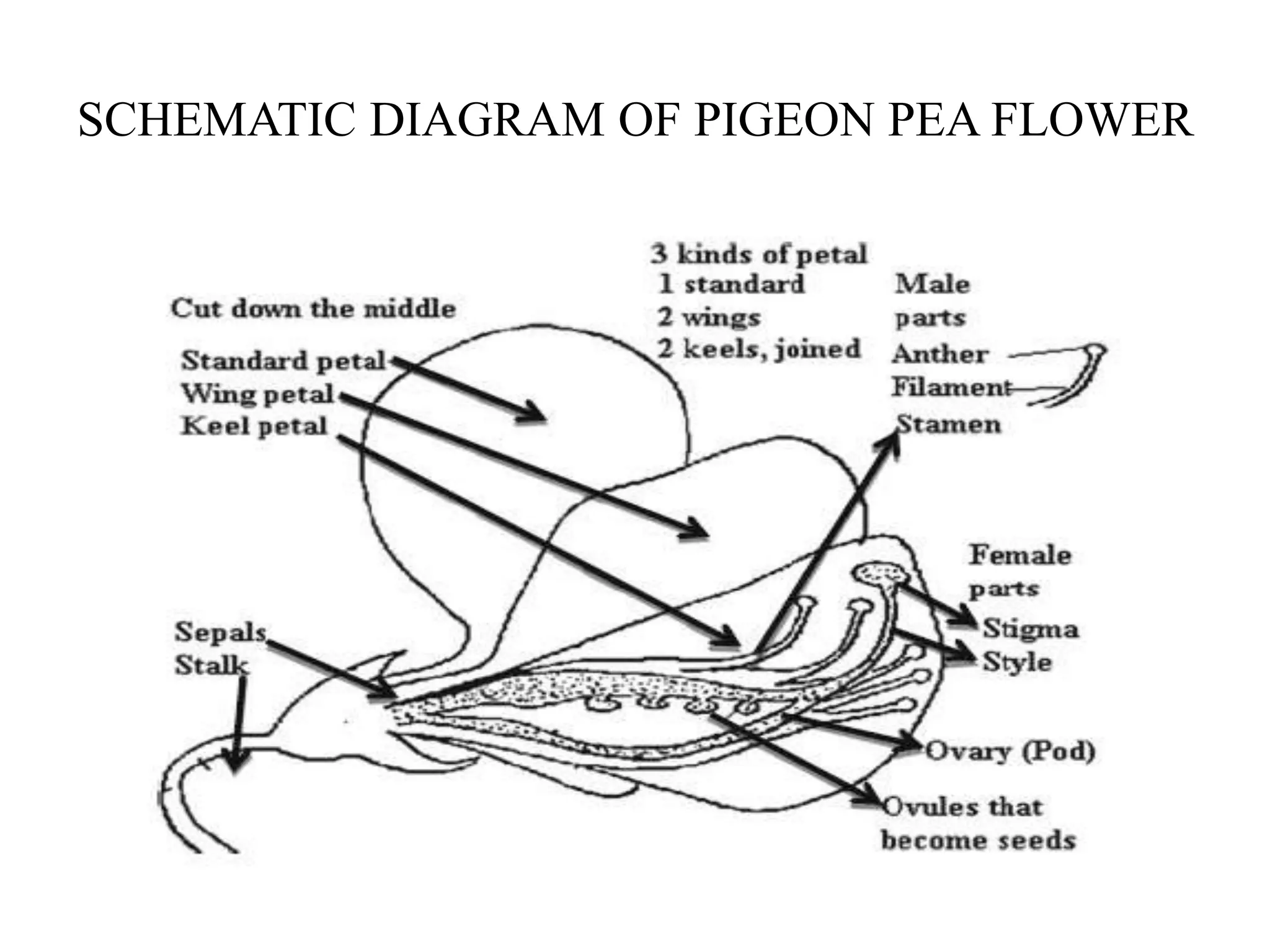 DUS characterisation pigeon pea | PPTX