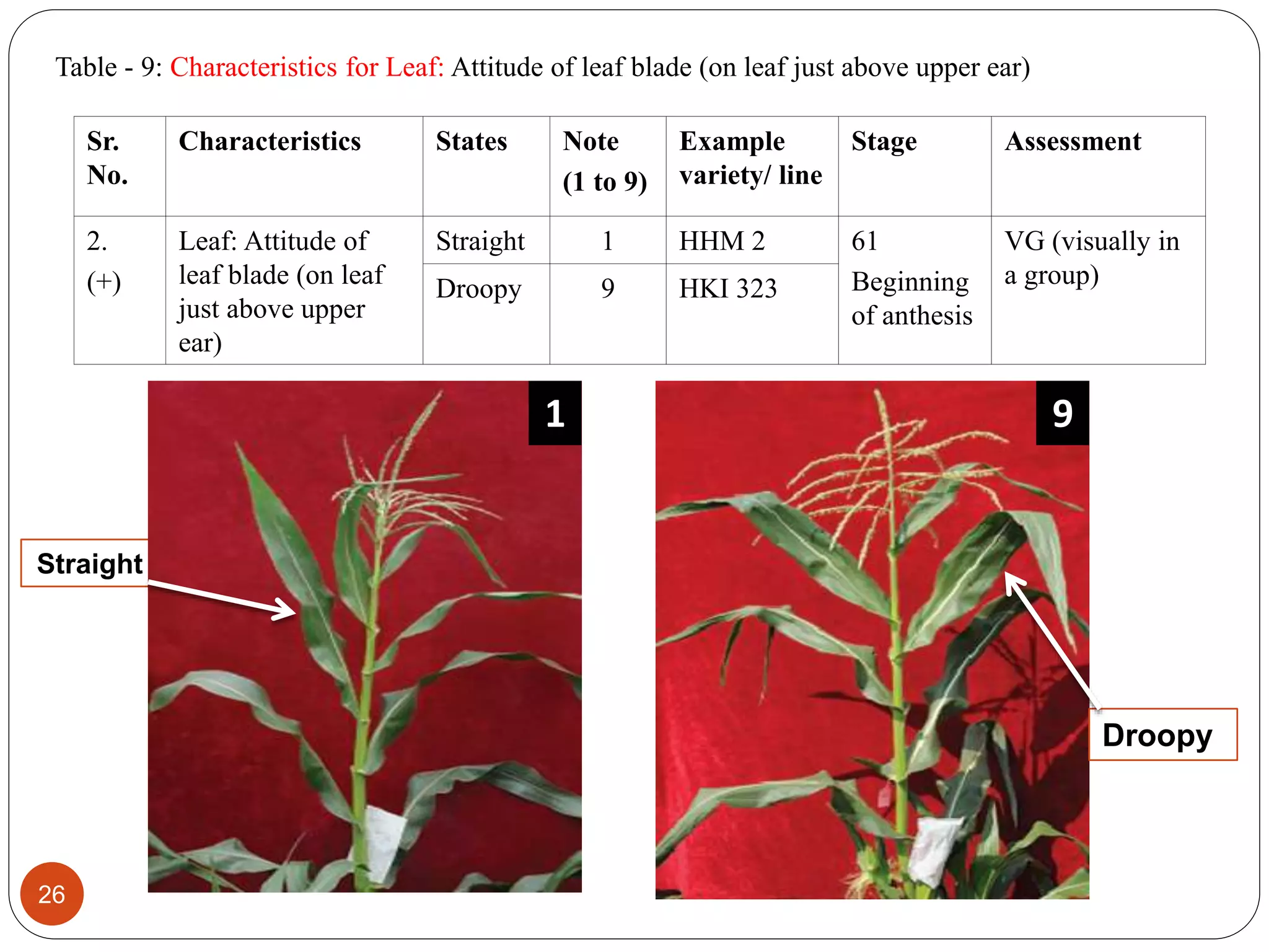 DUS Test Guidelines for Maize | PPTX