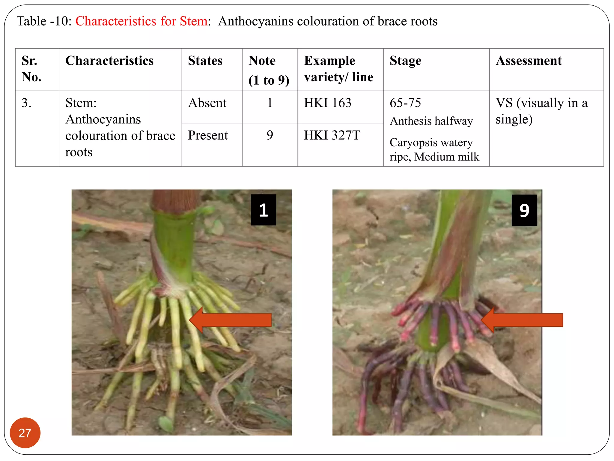 DUS Test Guidelines for Maize | PPTX
