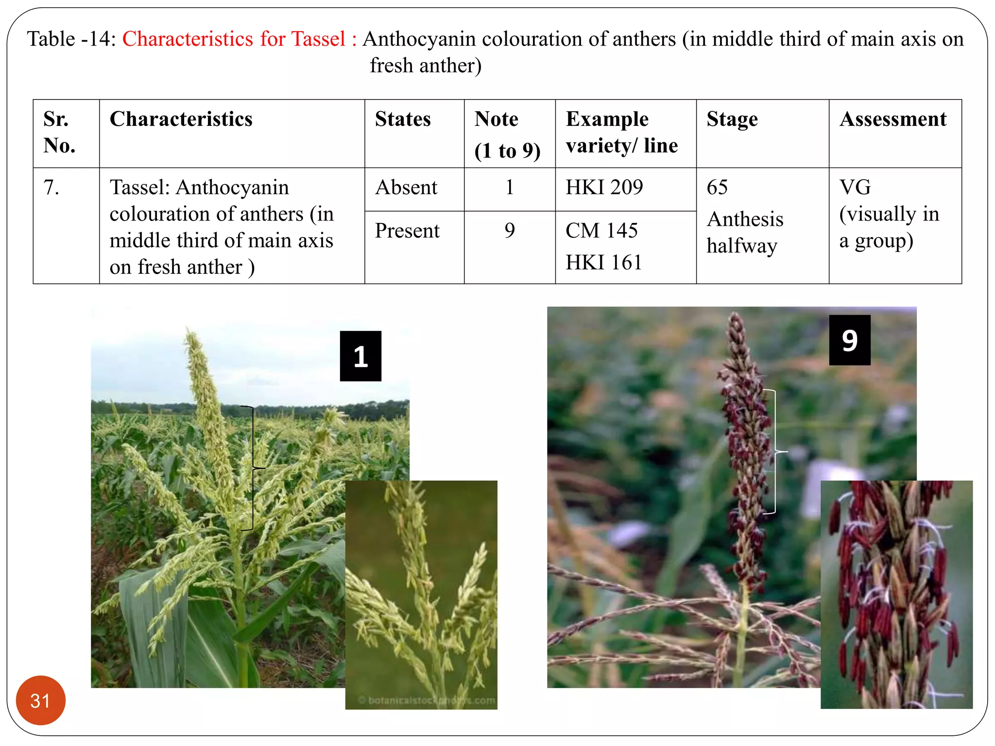 DUS Test Guidelines for Maize | PPTX