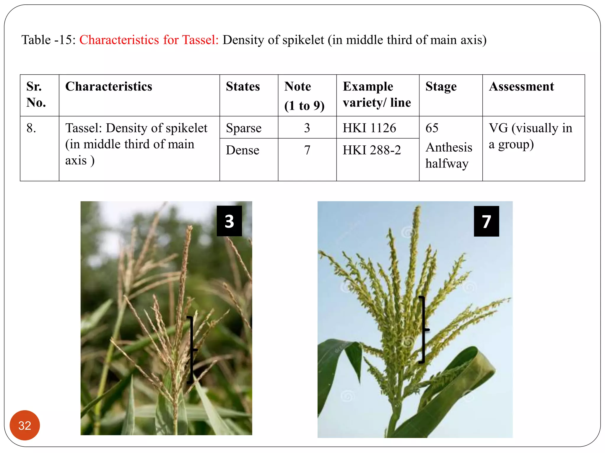 DUS Test Guidelines for Maize | PPTX