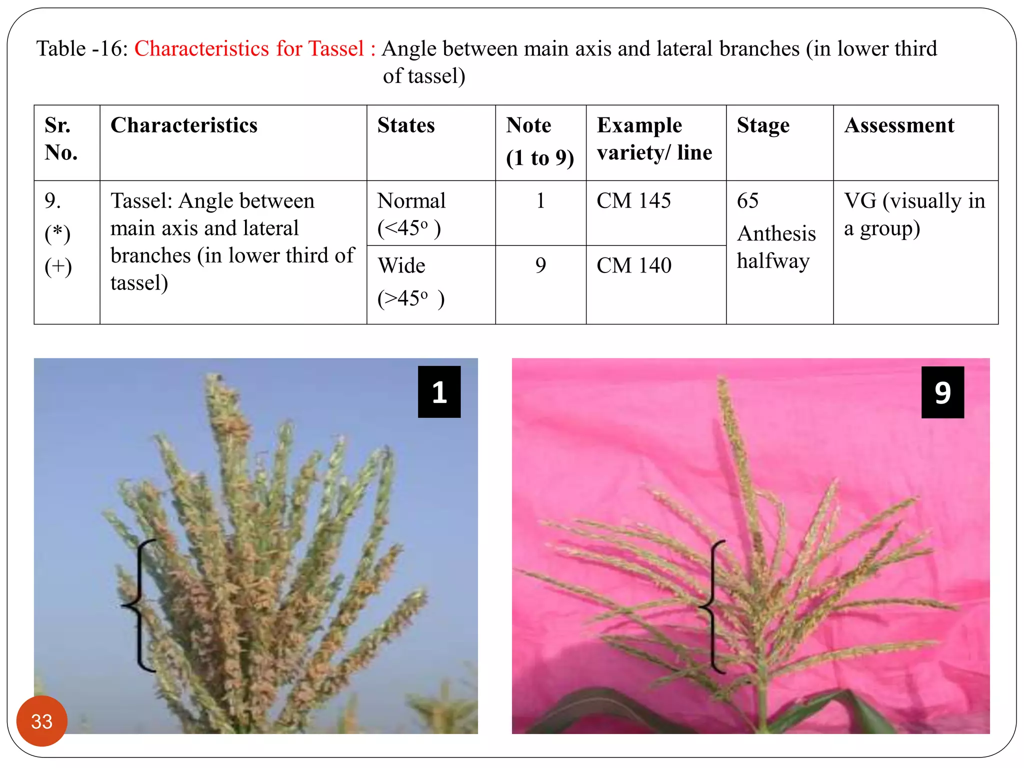 DUS Test Guidelines for Maize | PPTX
