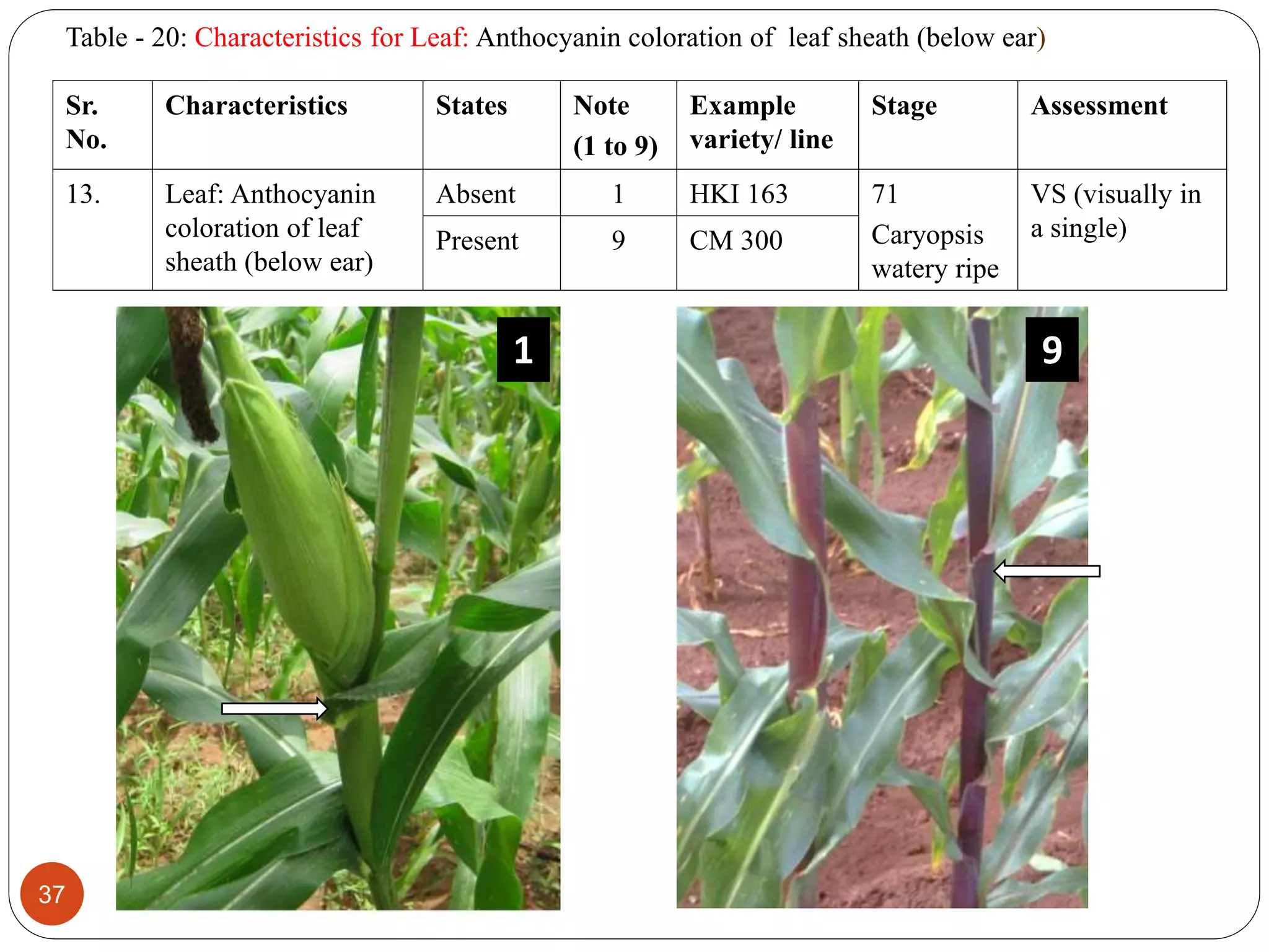 DUS Test Guidelines for Maize | PPTX