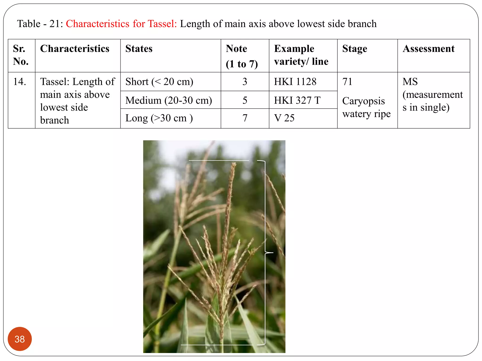 DUS Test Guidelines for Maize | PPTX