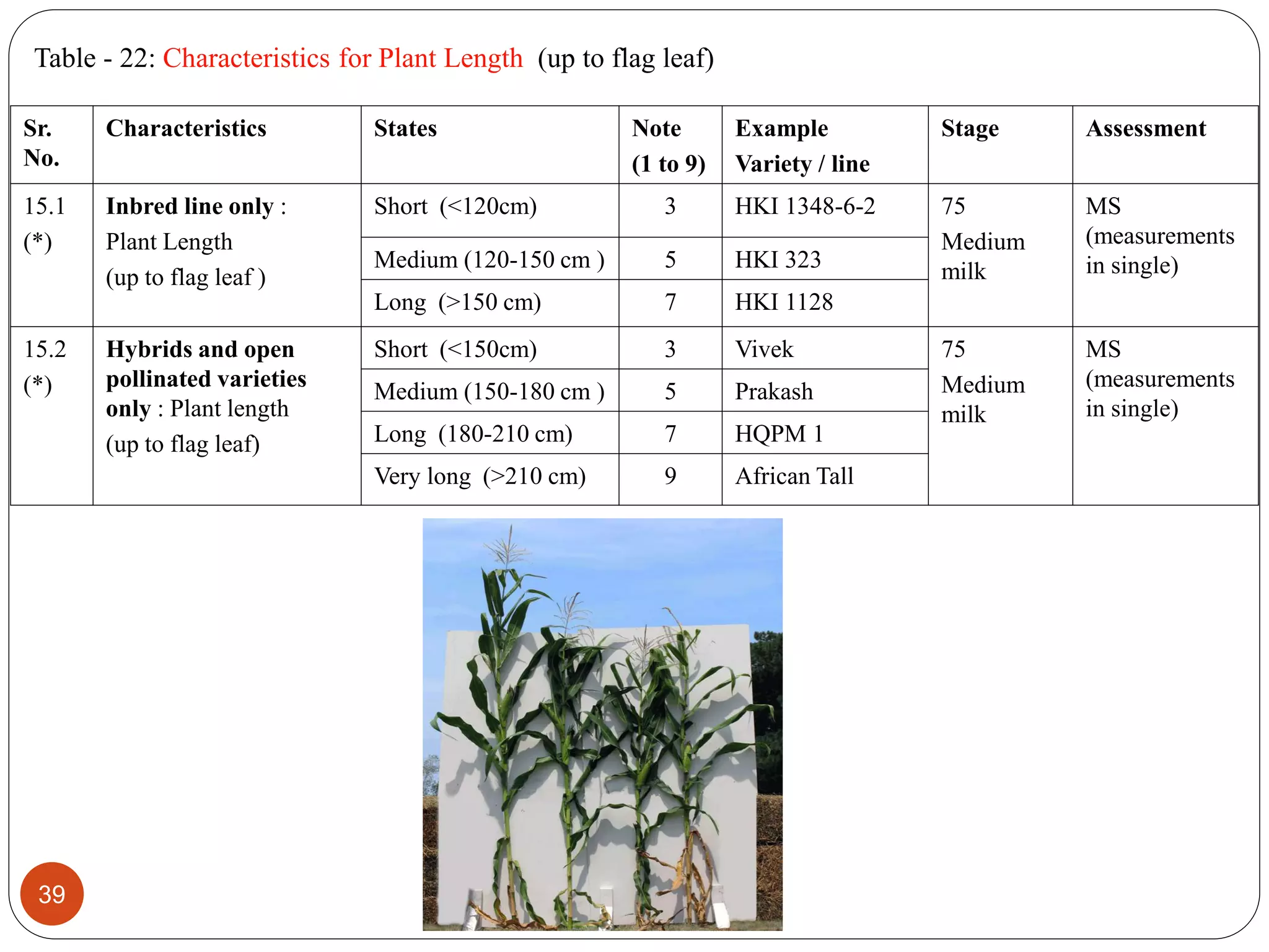 DUS Test Guidelines for Maize | PPTX