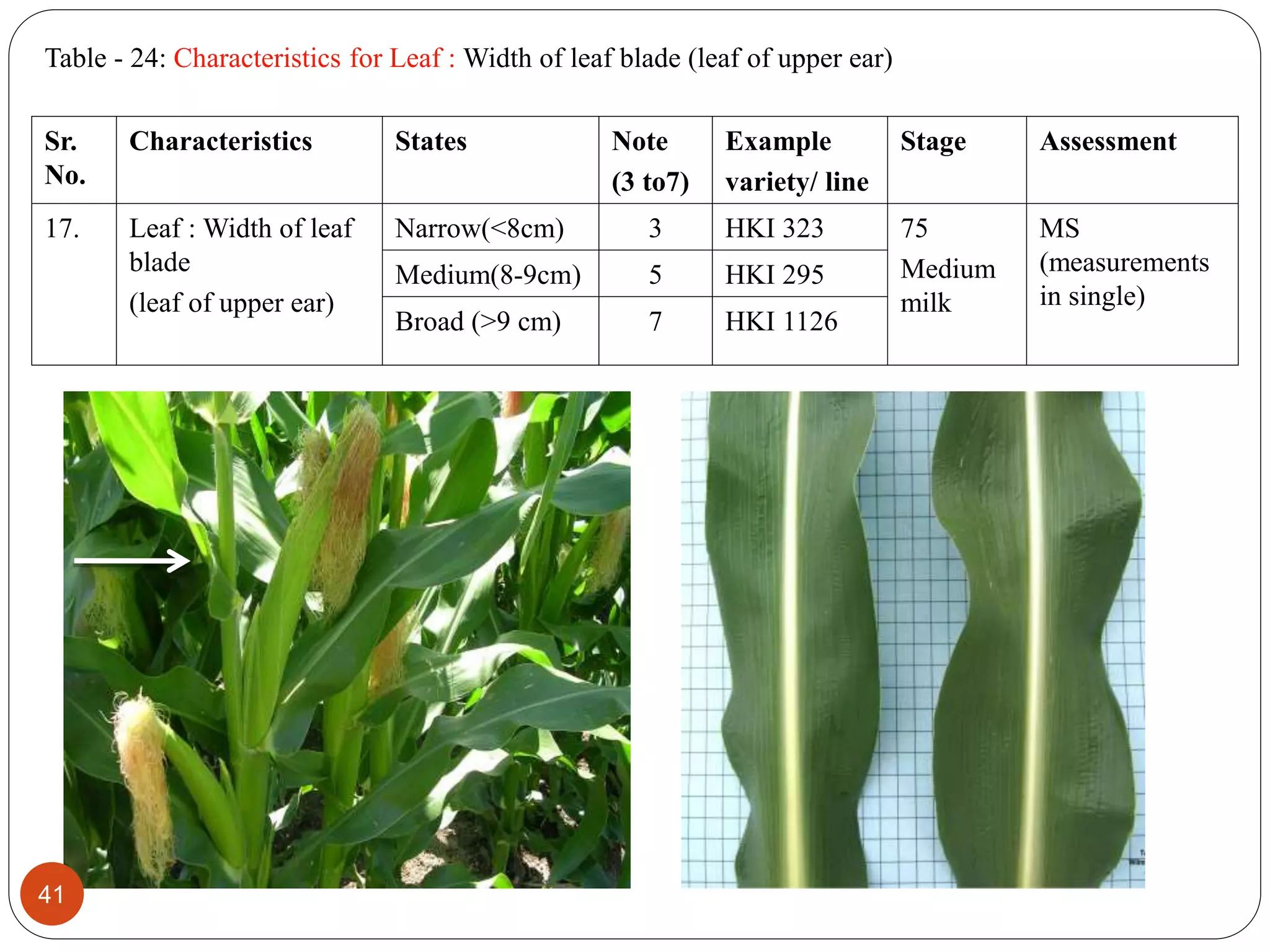 DUS Test Guidelines for Maize | PPTX