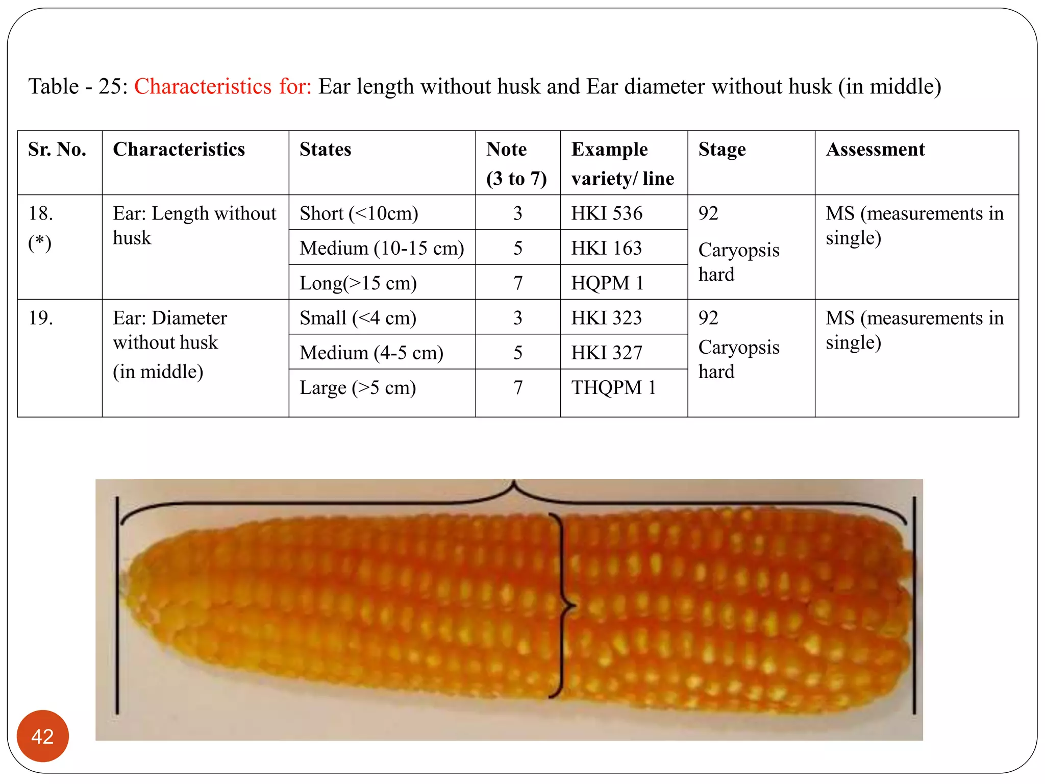 DUS Test Guidelines for Maize | PPTX