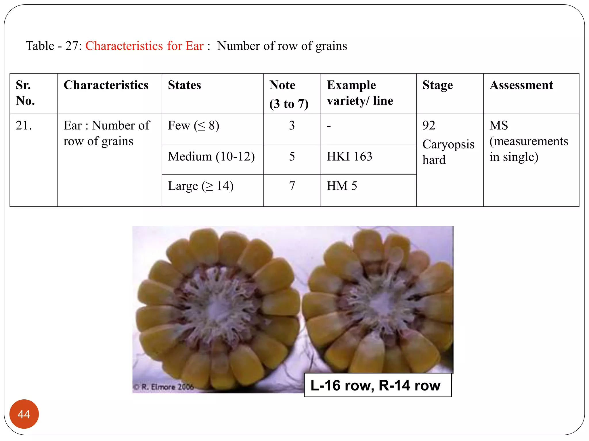 DUS Test Guidelines for Maize | PPTX