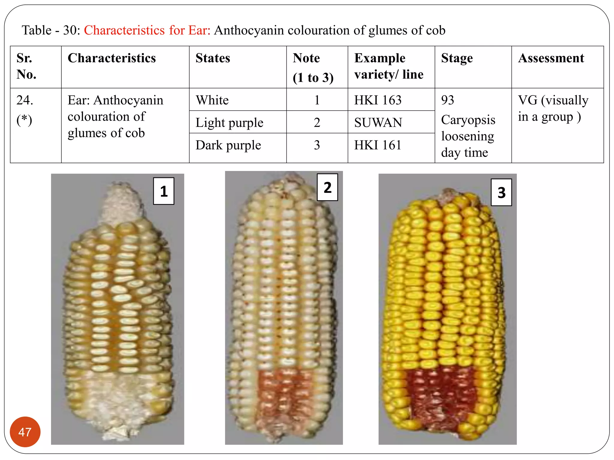 DUS Test Guidelines for Maize | PPTX