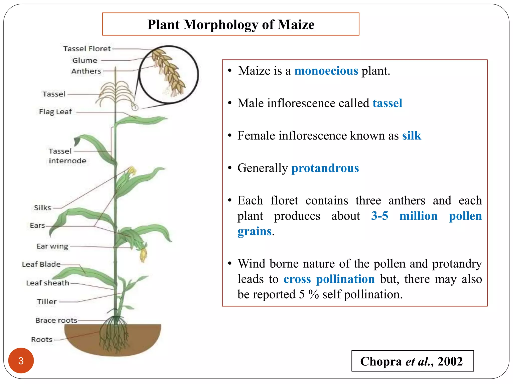 DUS Test Guidelines for Maize | PPTX