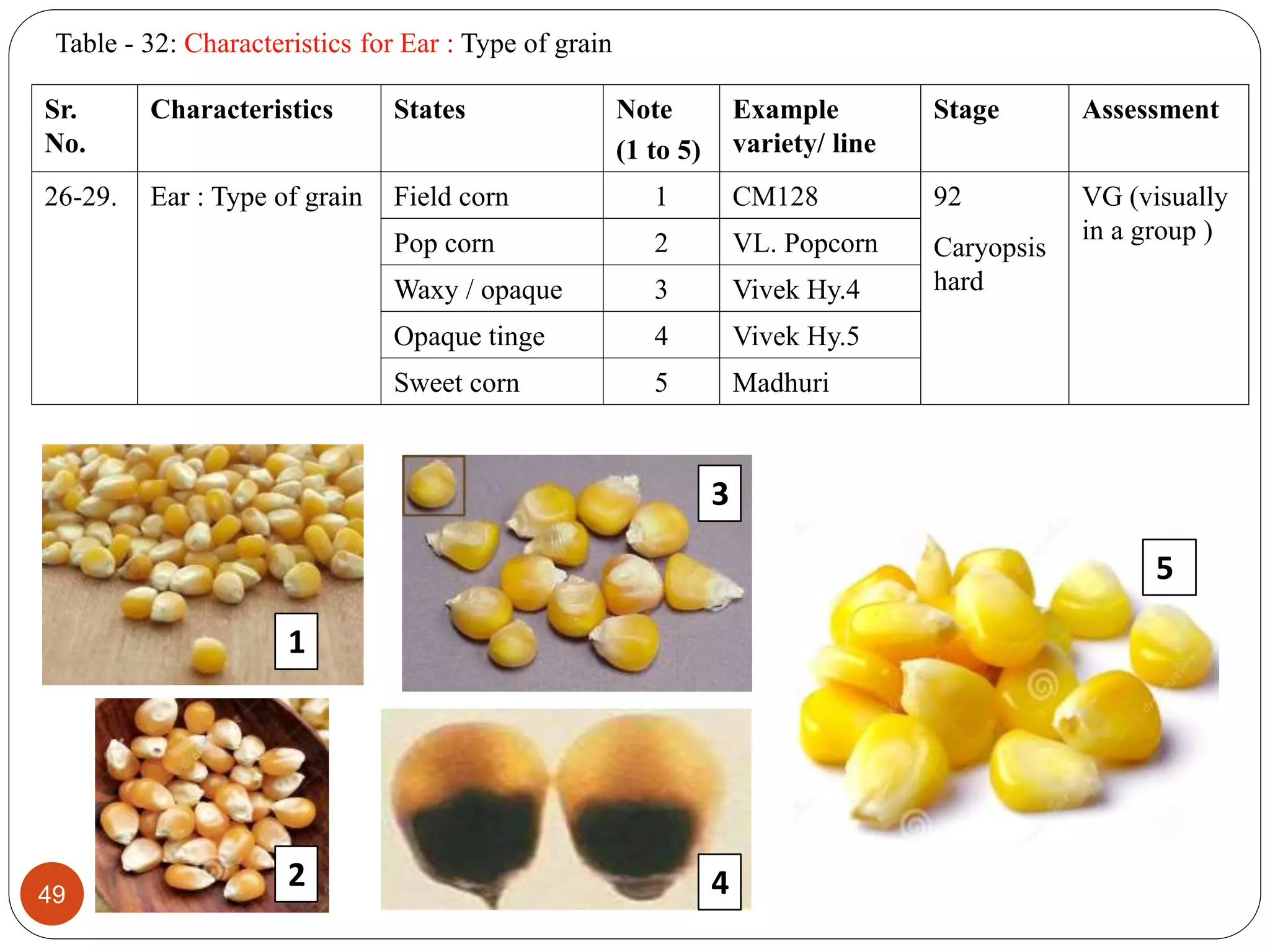 DUS Test Guidelines for Maize | PPTX
