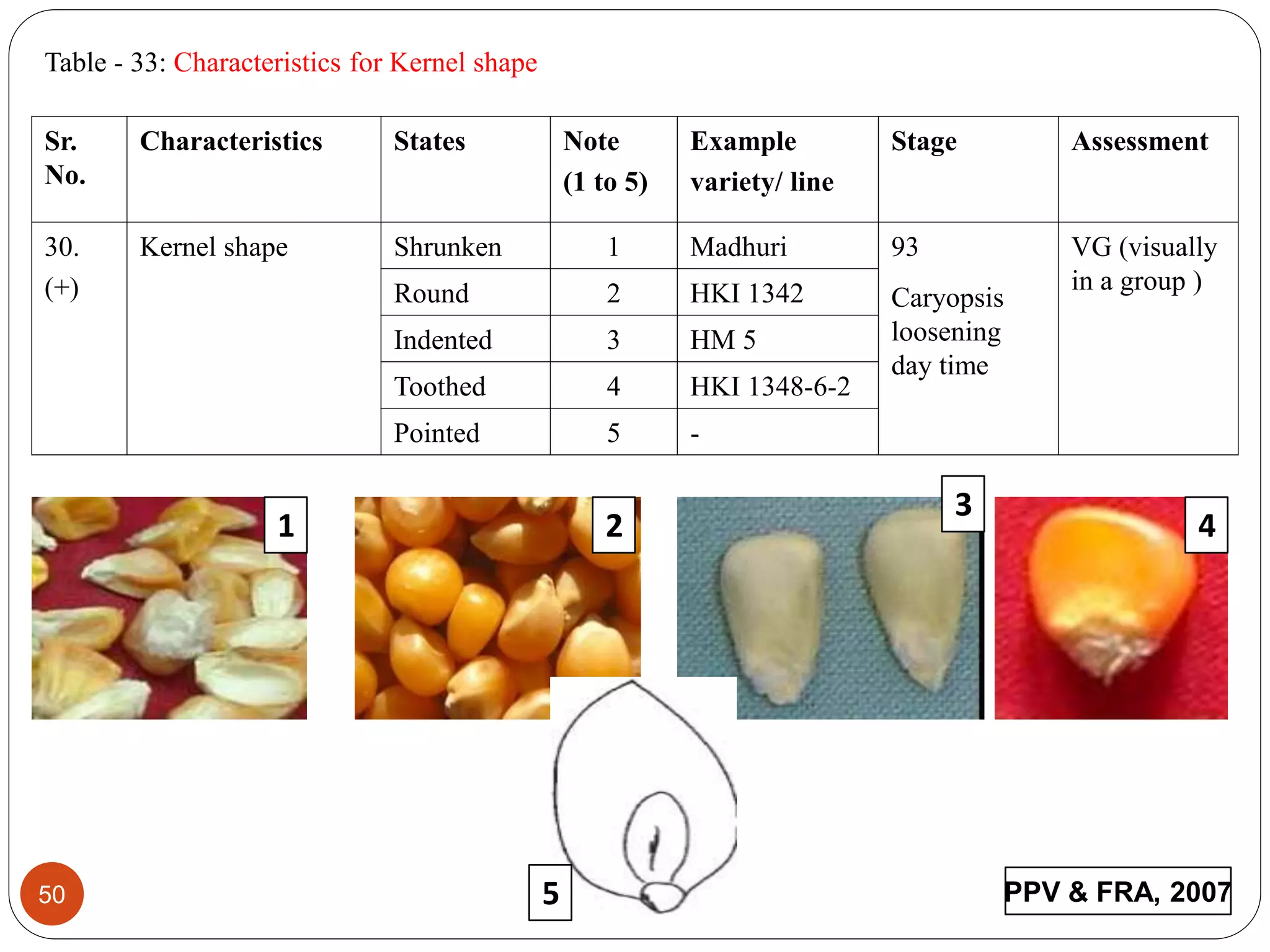 DUS Test Guidelines for Maize | PPTX