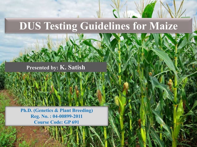DUS Test Guidelines for Maize | PPTX