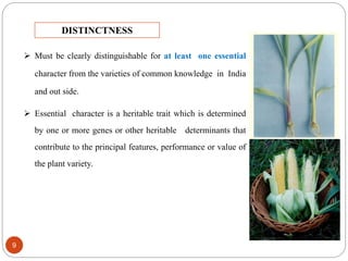 DUS Test Guidelines for Maize | PPTX