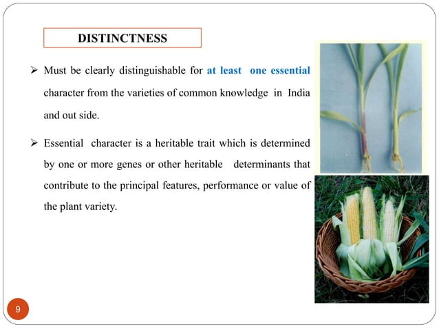 DUS Test Guidelines for Maize | PPTX