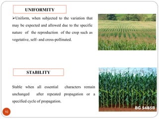 DUS Test Guidelines for Maize | PPTX