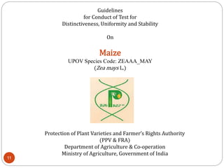 DUS Test Guidelines for Maize | PPTX
