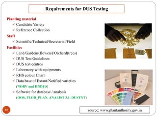 DUS Test Guidelines for Maize | PPTX