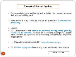 DUS Test Guidelines for Maize | PPTX