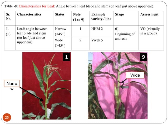 DUS Test Guidelines for Maize | PPTX
