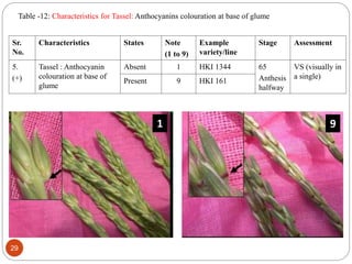 DUS Test Guidelines for Maize | PPTX