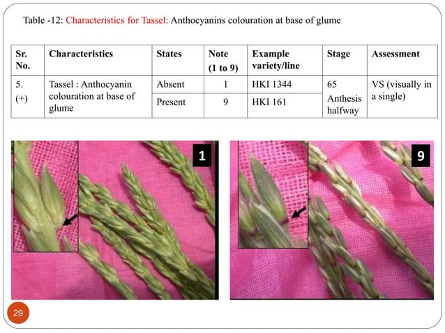 DUS Test Guidelines for Maize | PPTX