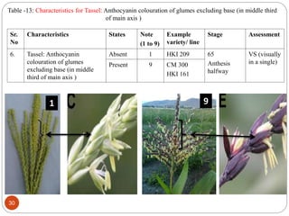 DUS Test Guidelines for Maize | PPTX