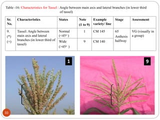 DUS Test Guidelines for Maize | PPTX