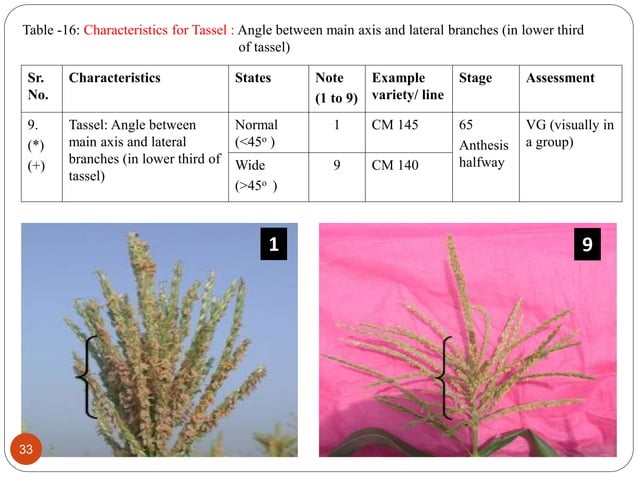 DUS Test Guidelines for Maize | PPTX