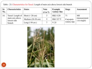 DUS Test Guidelines for Maize | PPTX