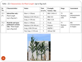 DUS Test Guidelines for Maize | PPTX