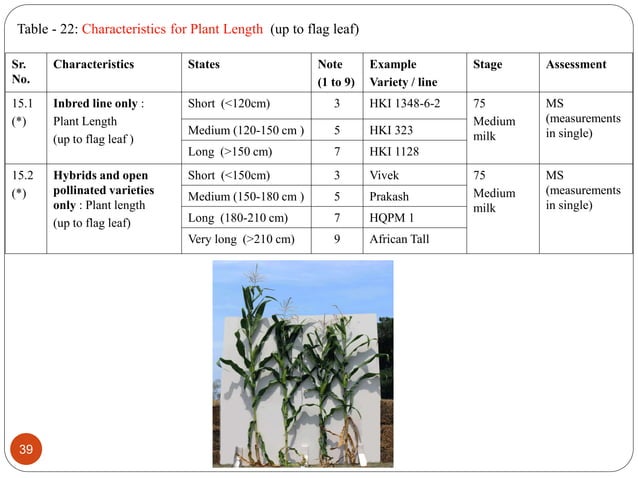 DUS Test Guidelines for Maize | PPTX