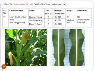 DUS Test Guidelines for Maize | PPTX