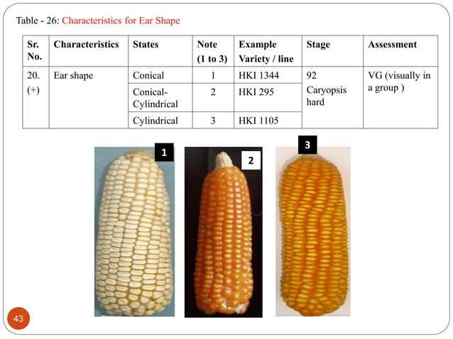 DUS Test Guidelines for Maize | PPTX