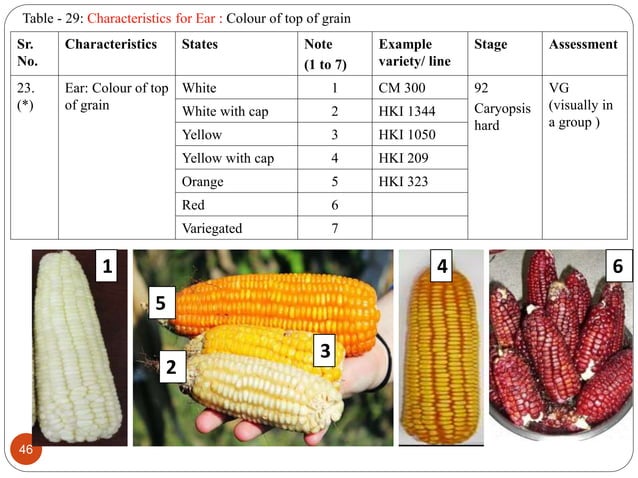 DUS Test Guidelines for Maize | PPTX